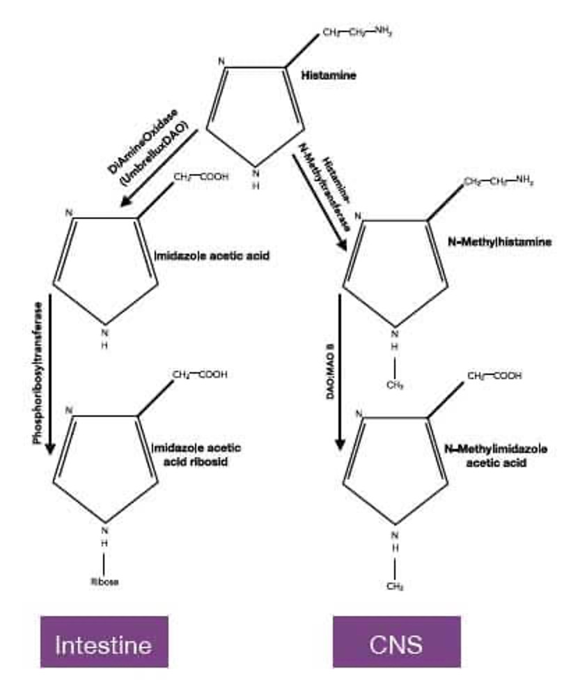 How Diamine Oxidase (DAO) Enzyme Works | OmneDiem